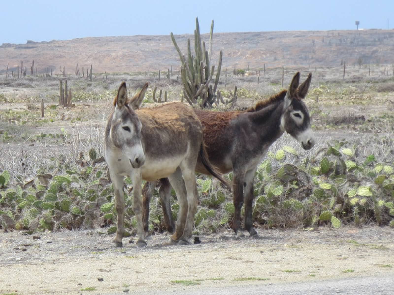 My top 10 things to do in Aruba